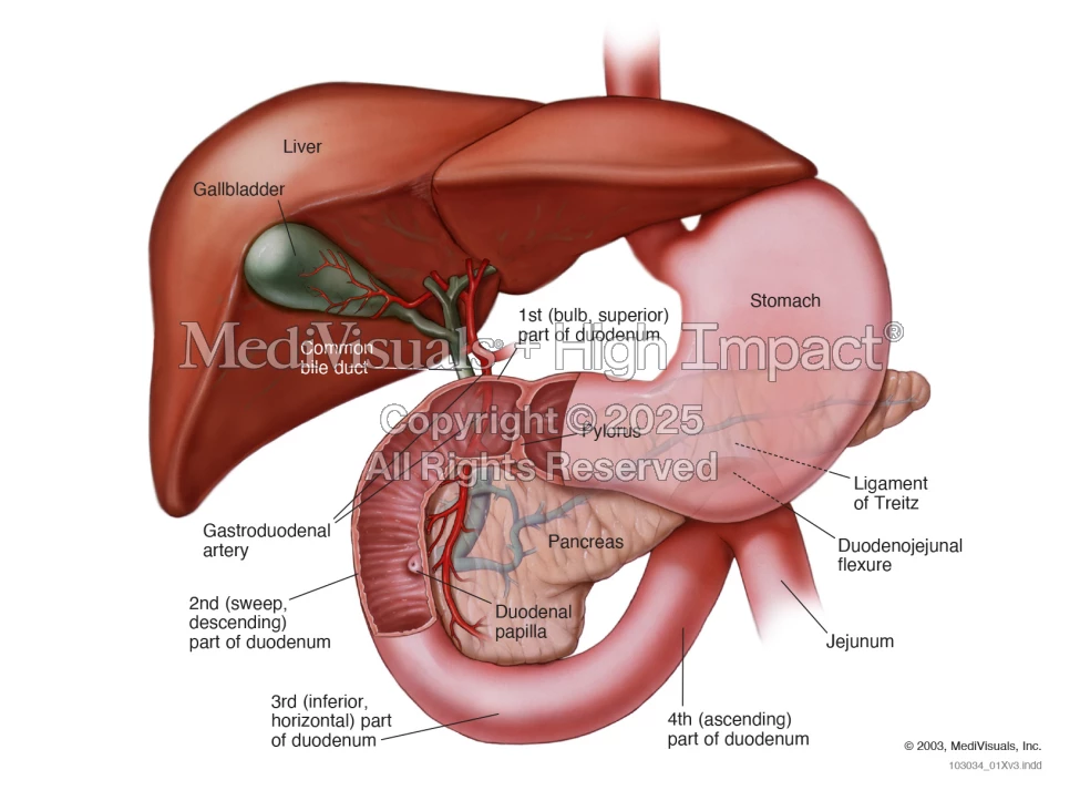Biliary Tract | MediVisuals + High Impact