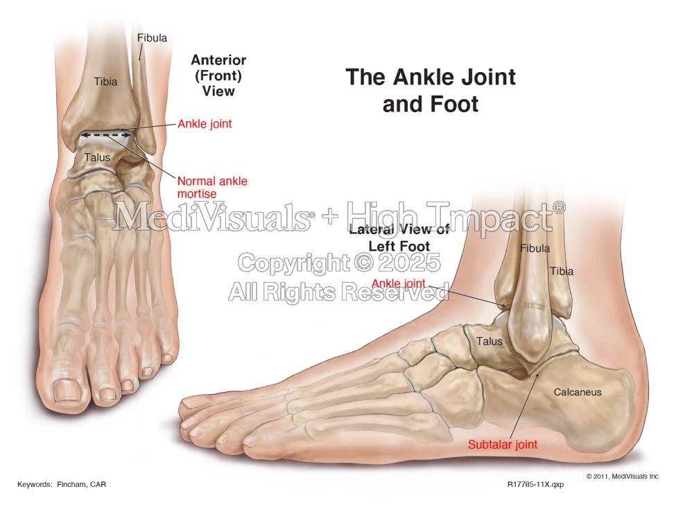 The Ankle Joint and Foot