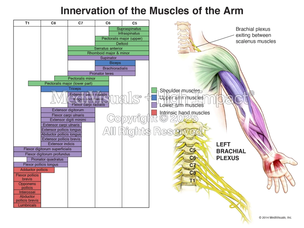Innervation of the Muscles of the Arm | MediVisuals + High Impact