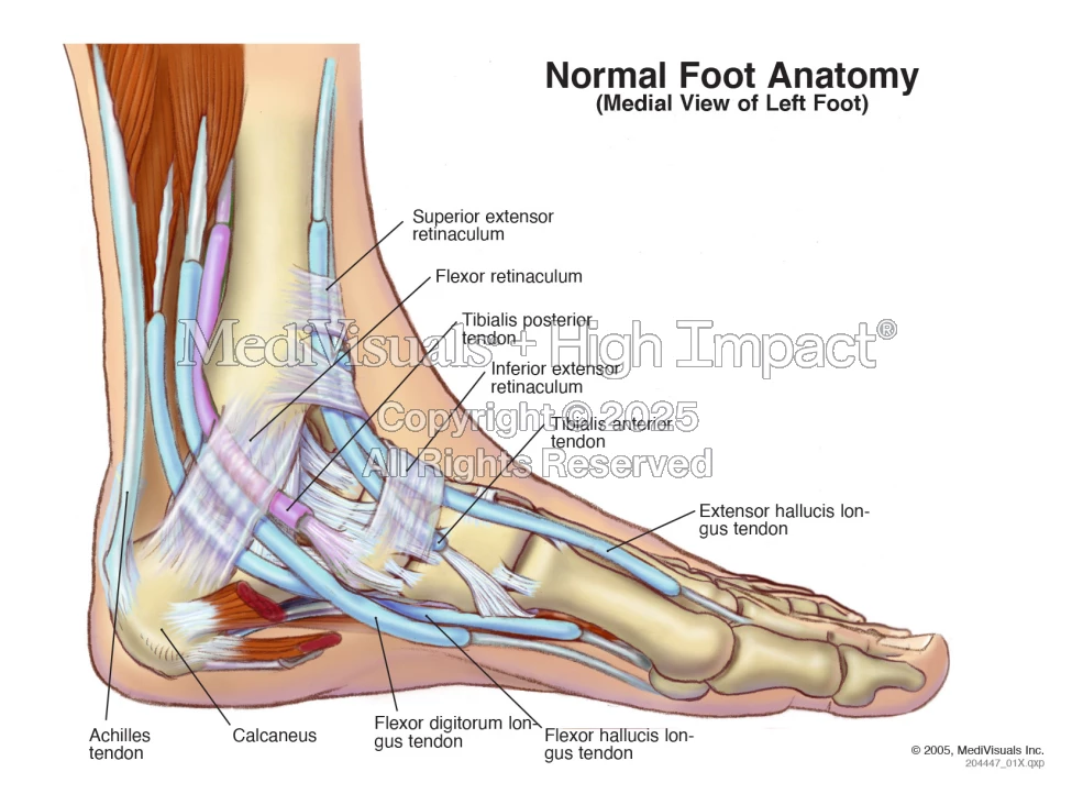 Normal Foot Anatomy | MediVisuals + High Impact