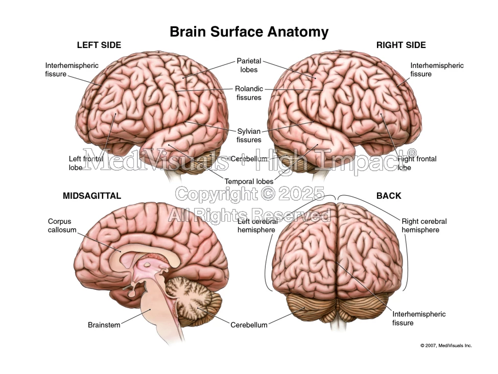 Brain Surface Anatomy | MediVisuals + High Impact