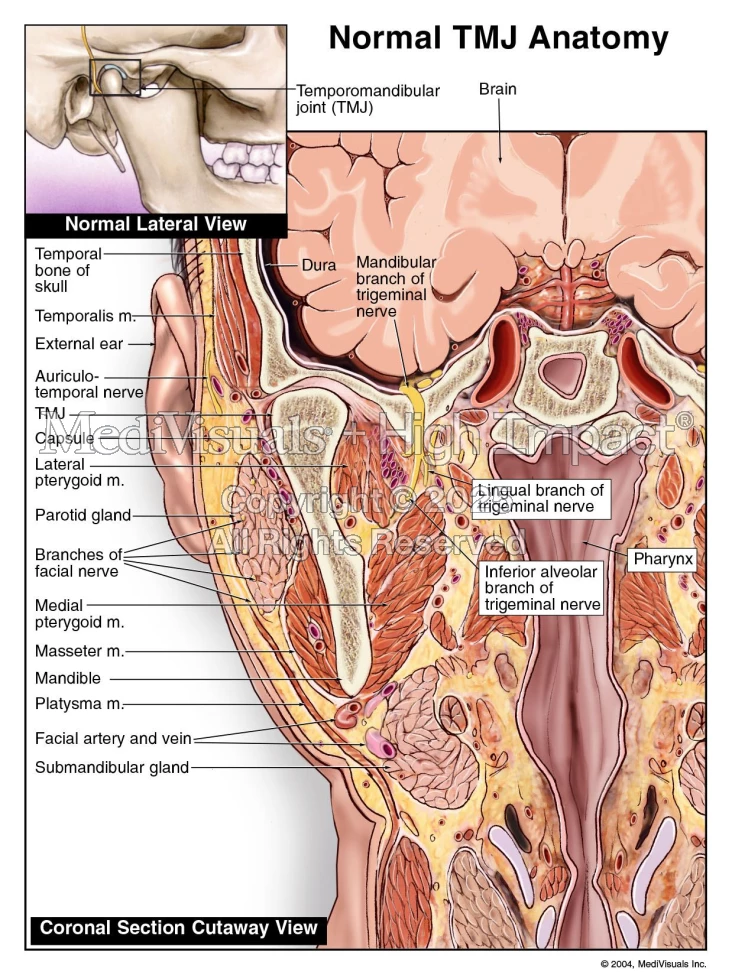 Normal TMJ Anatomy | MediVisuals + High Impact