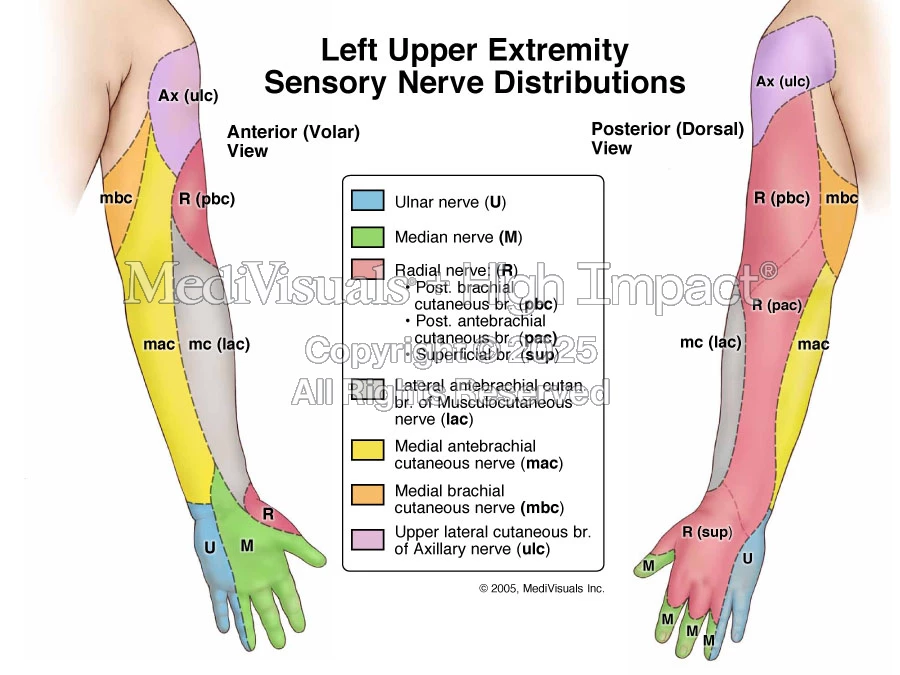Sensory Nerve Distributions of the Left Arm and Hand | MediVisuals ...