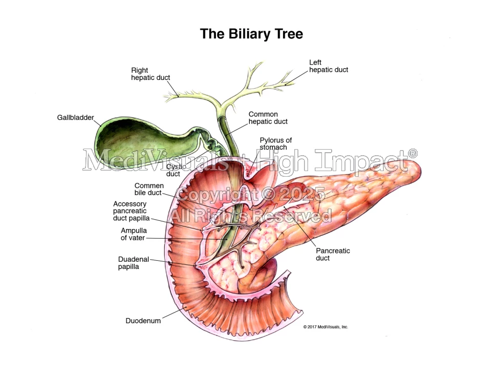 The Biliary Tree | MediVisuals + High Impact