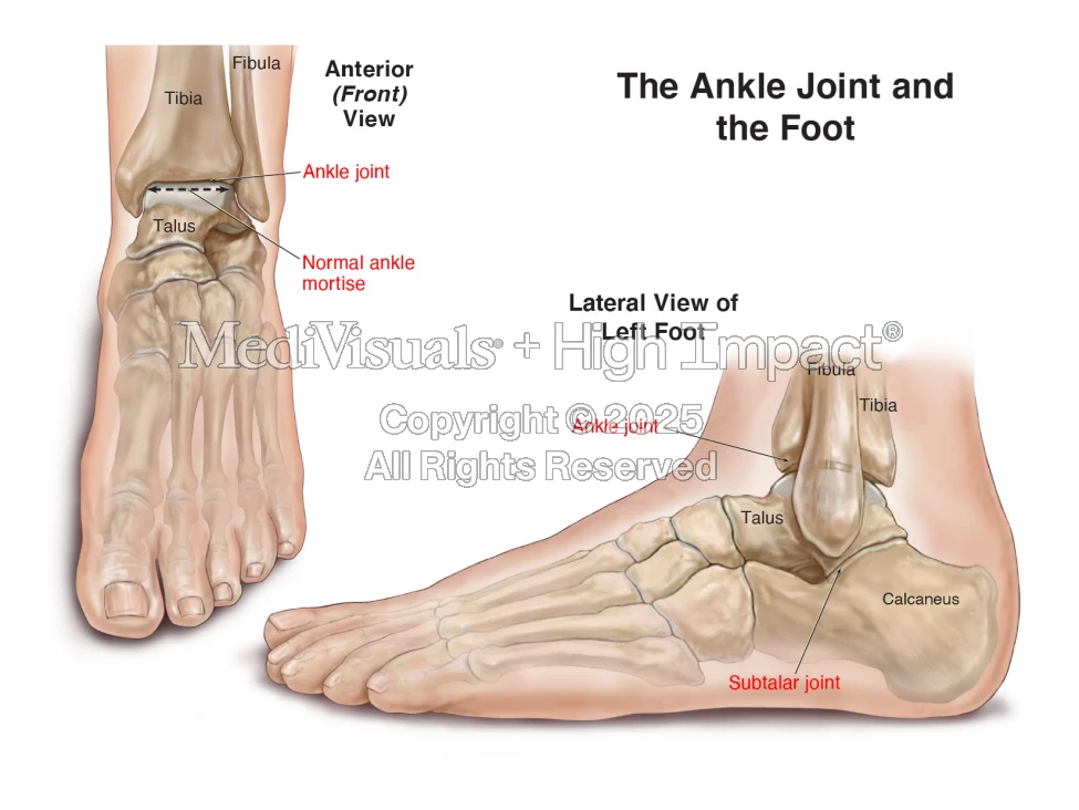 The Ankle Joint and the Foot