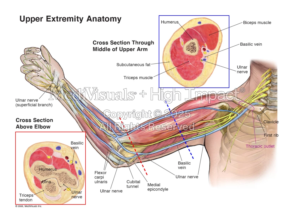 Upper Extremity Anatomy | MediVisuals + High Impact