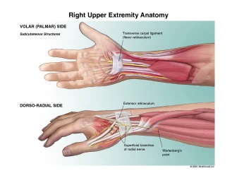 Right Upper Extremity Anatomy | MediVisuals + High Impact