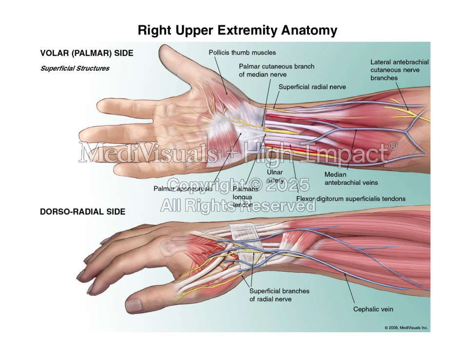 Right Upper Extremity Anatomy | MediVisuals + High Impact
