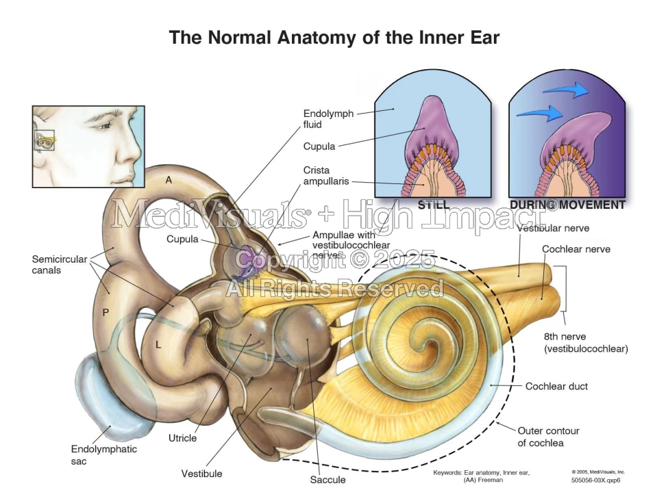 The Normal Anatomy of the Inner Ear | MediVisuals + High Impact