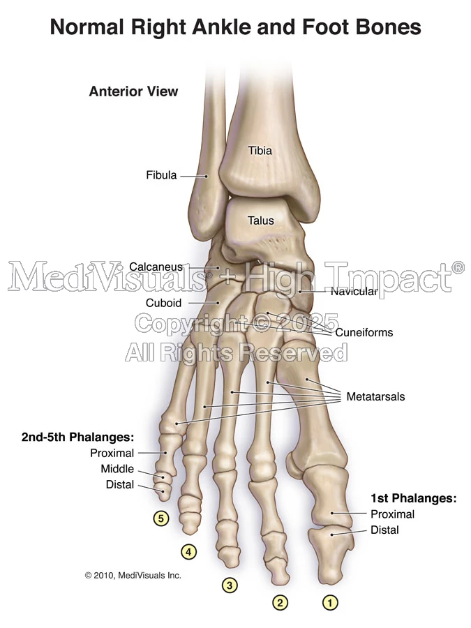 Normal Right Ankle and Foot Bones - Anterior View | MediVisuals + High ...